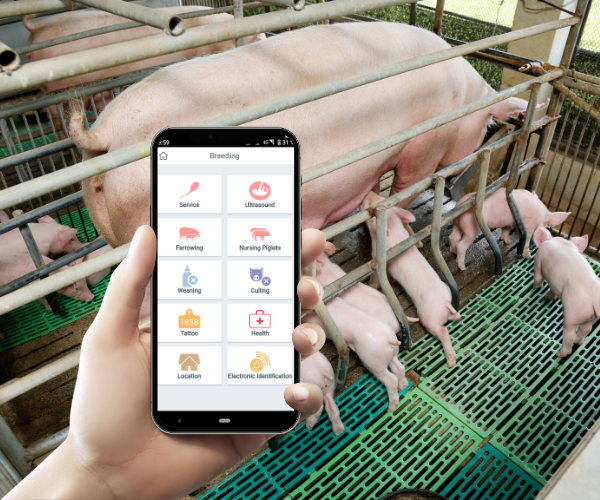 Pig'Up | Your new technology Swine Management software