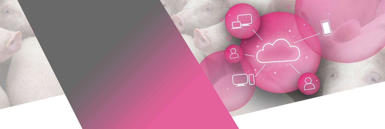Pig software - Swine software - Pig Management software | Pig'UP