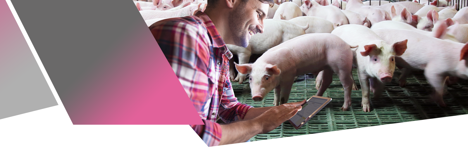 Your Swine Software | Pig'UP